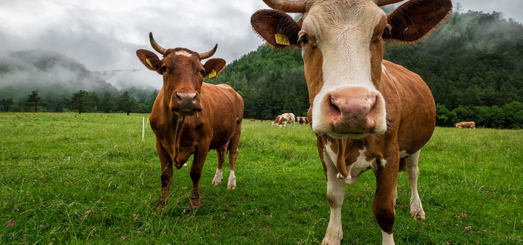 Seguros Pecuarios – JDC JARQUIN